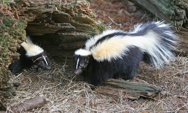 A Complete Guide For Skunk Removal - Odd Culture